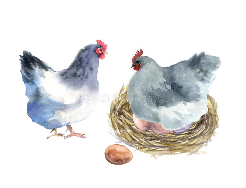 Watercolor Set of Chickens on the White Background, Chickens Stock ...