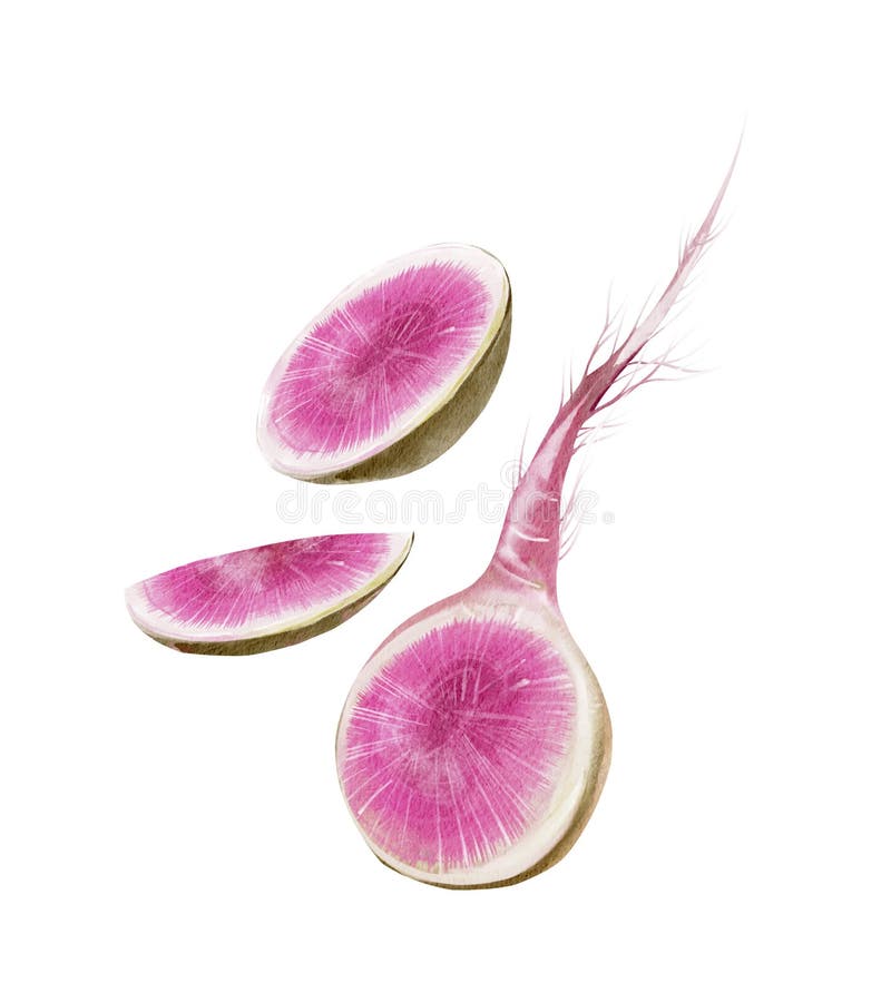 Watercolor Set with Kohlrabi Vegetables Stock Illustration ...