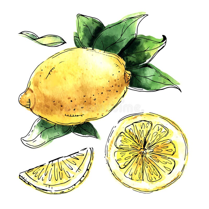 Watercolor Set of Lemons. Lemon Segments, Juicy Stock Vector ...