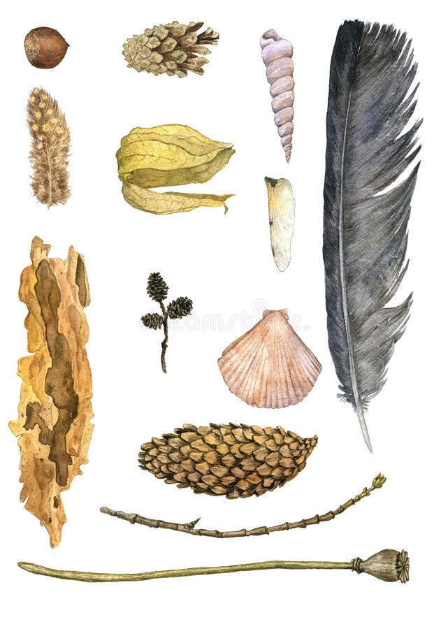 Watercolor Set of Nature Objects Stock Illustration - Illustration of ...