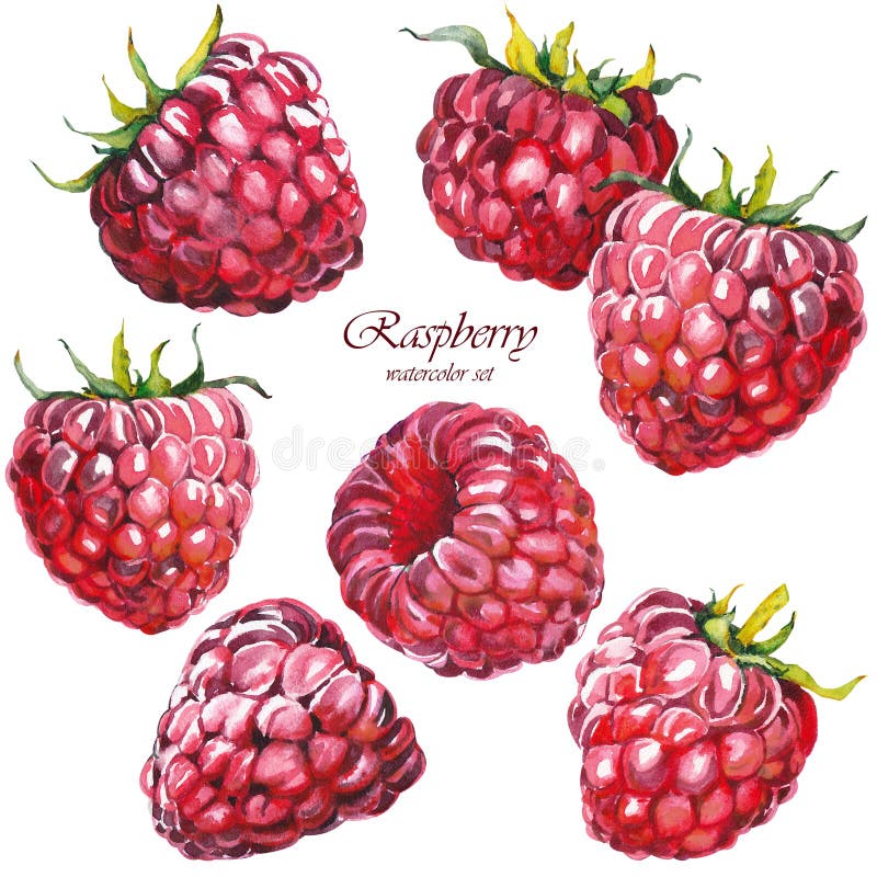 Watercolor Set of Red Raspberries. Stock Illustration - Illustration of ...
