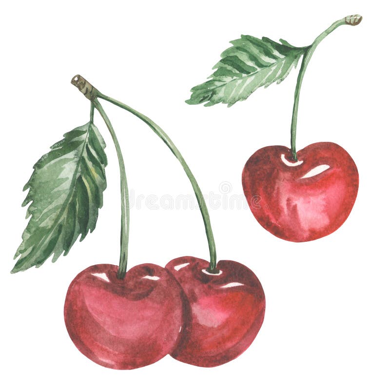 Watercolor Set with Red Ripe Cherries on Branches, with Leaves for ...