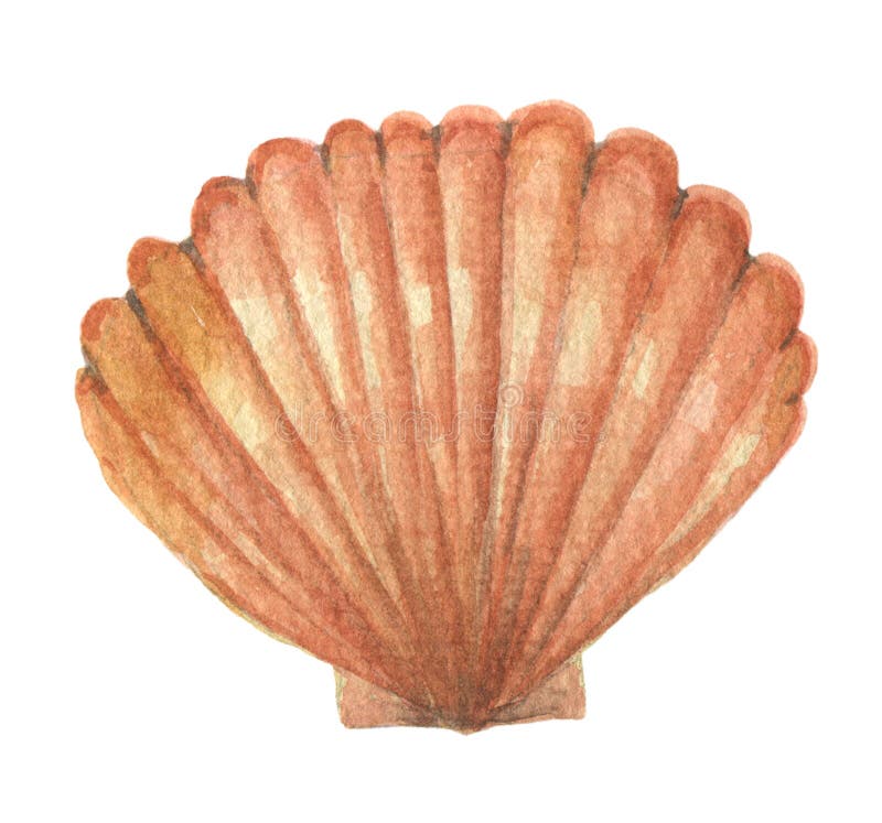 Watercolor shell element stock illustration. Illustration of isolated ...