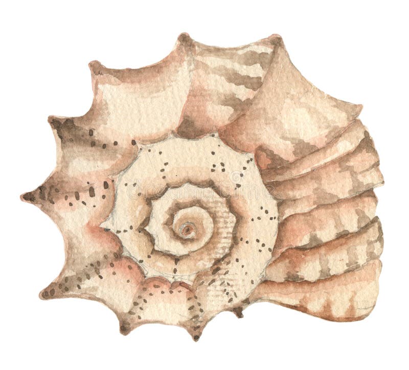 Watercolor Shell Set stock vector. Illustration of isolated - 56998461