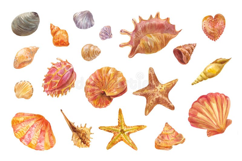Watercolor Shells Isolated on White. Set of Hand-drawn Element Stock ...
