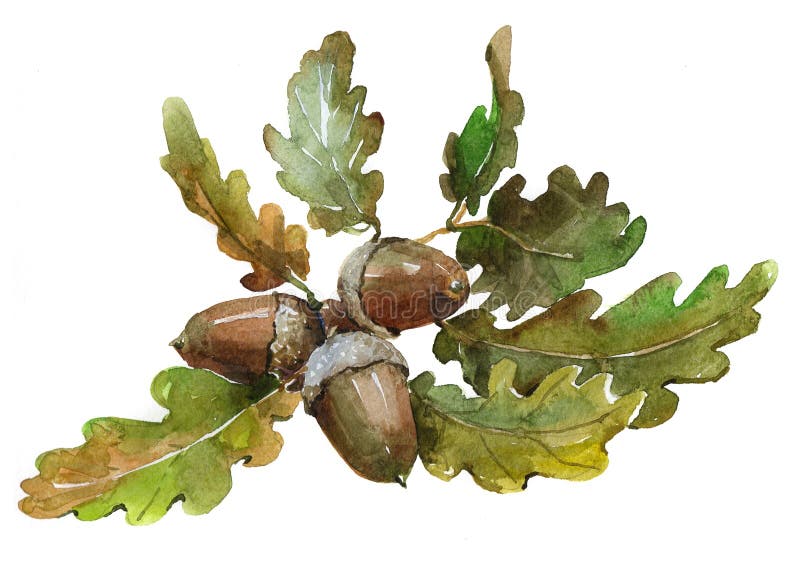 Watercolor Single Acorn Isolated Stock Illustration - Illustration of ...
