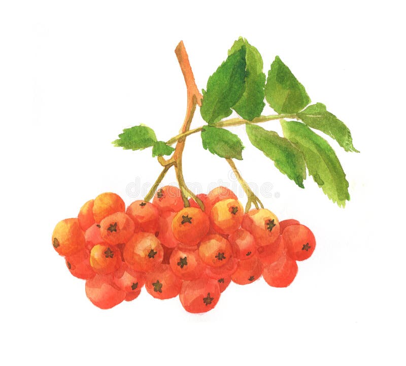 Red Rowan Isolated on White Background. Cartoon Berry Hand Drawn Stock ...