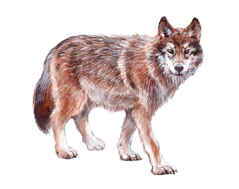 Watercolor Single Wolf Animal Stock Illustration - Illustration of ...