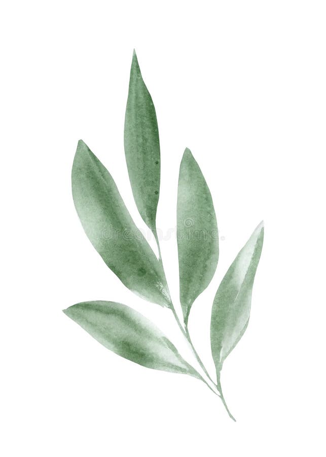 Watercolor Sketch Abstract Green Leaf Stock Illustration - Illustration ...