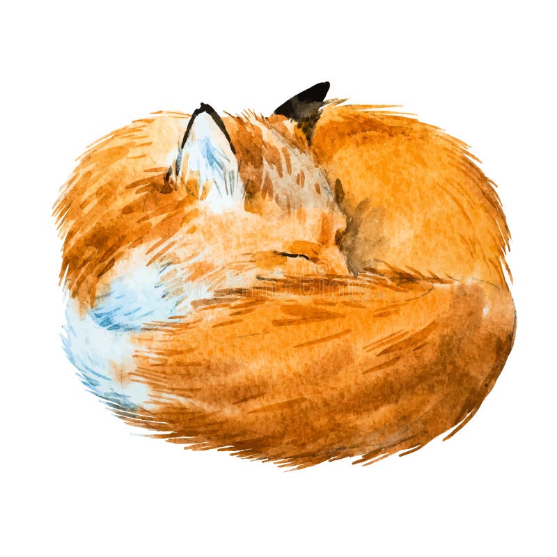 Watercolor sleeping fox stock vector. Illustration of forest - 72288473
