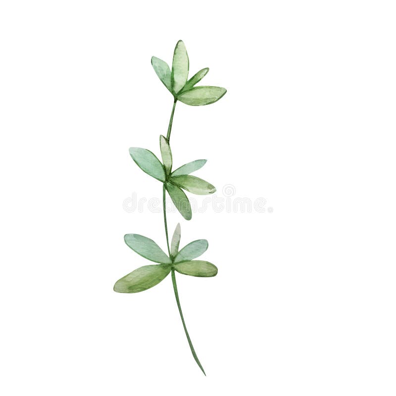 Watercolor Spring Branch with Leaves Stock Illustration - Illustration ...