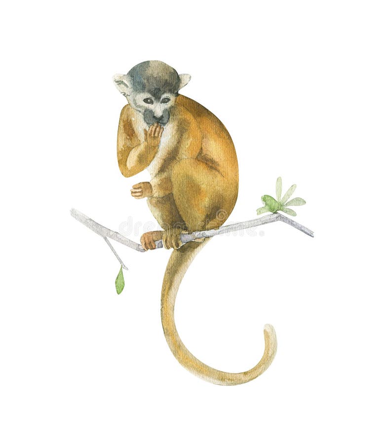 Watercolor Squirrel Monkey Isolated on White Background. Hand Drawn ...