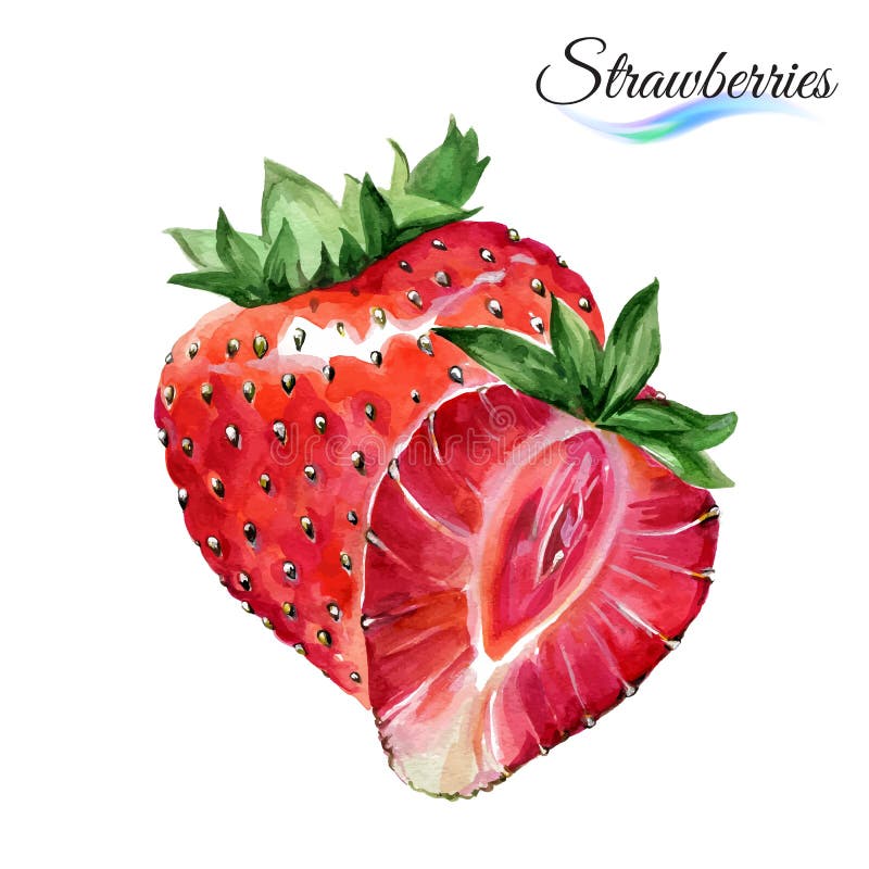 Watercolor strawberries stock vector. Illustration of berry - 55671299
