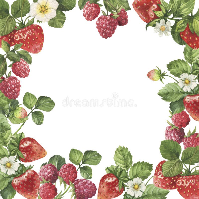 Watercolor Strawberry and Raspberry Illustration Frame on White Stock ...