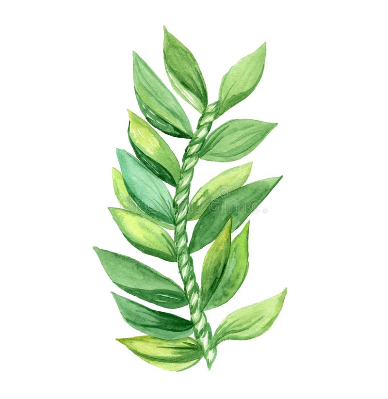 Ti Leaf Stock Illustrations – 273 Ti Leaf Stock Illustrations, Vectors ...