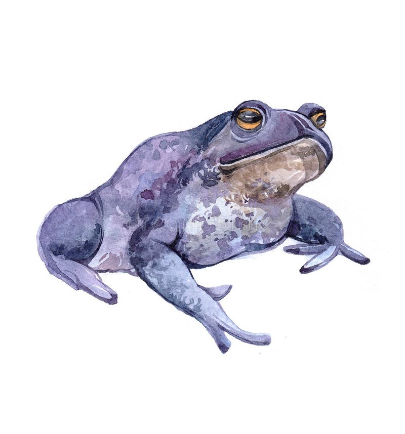 Watercolor Toad Stock Illustrations – 504 Watercolor Toad Stock ...
