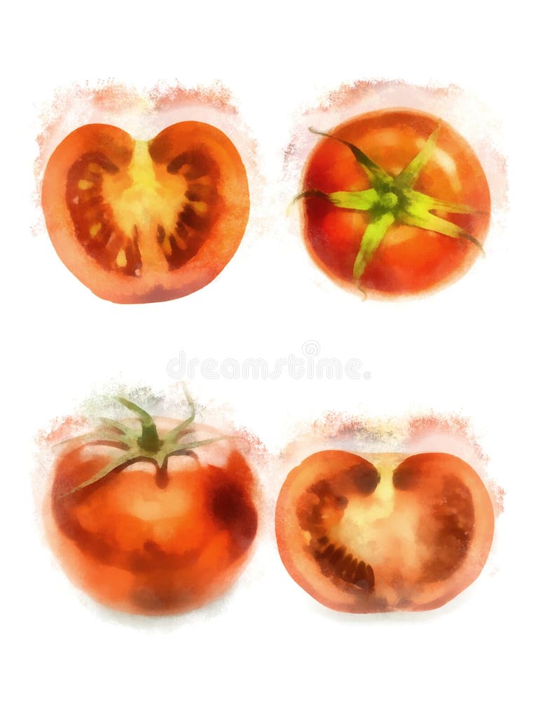 Yellow Tomato Watercolour Stock Illustrations – 119 Yellow Tomato ...