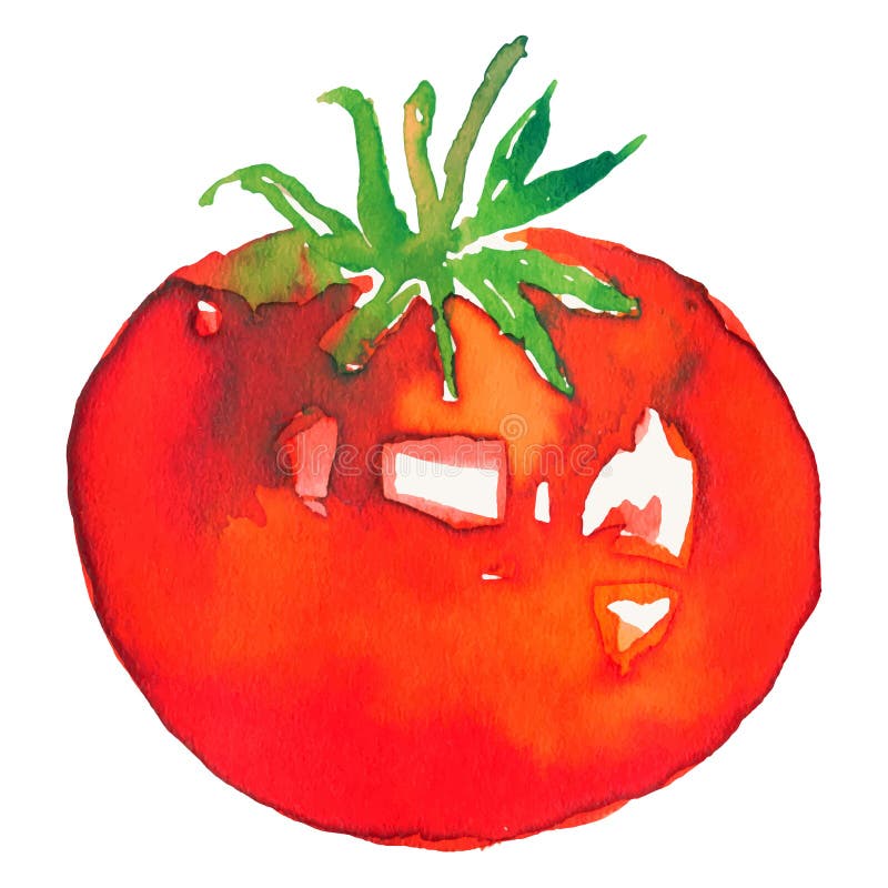 Watercolor Tomato Vector. Red Vegetables, Natural Food Stock Vector ...