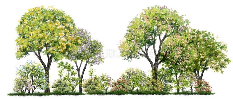 Tree Side View Isolated on White Background for Landscape Stock Photo ...