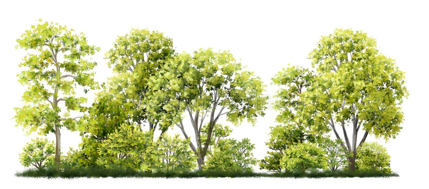 Oak Tree Plan View Stock Illustrations – 279 Oak Tree Plan View Stock ...