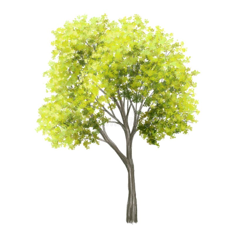 Oak Tree Plan View Stock Illustrations – 279 Oak Tree Plan View Stock ...