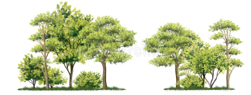 Watercolor Tree Side View for Landscape Stock Illustration ...