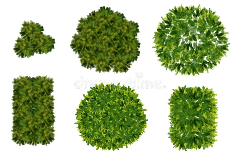 Watercolor tree top view stock photo. Image of drawing - 199098726