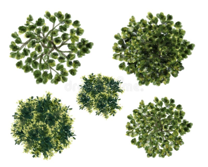 Watercolor tree top view stock image. Image of architecture - 199098769