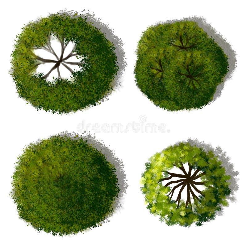 Watercolor tree top view stock photo. Image of watercolor - 199098826