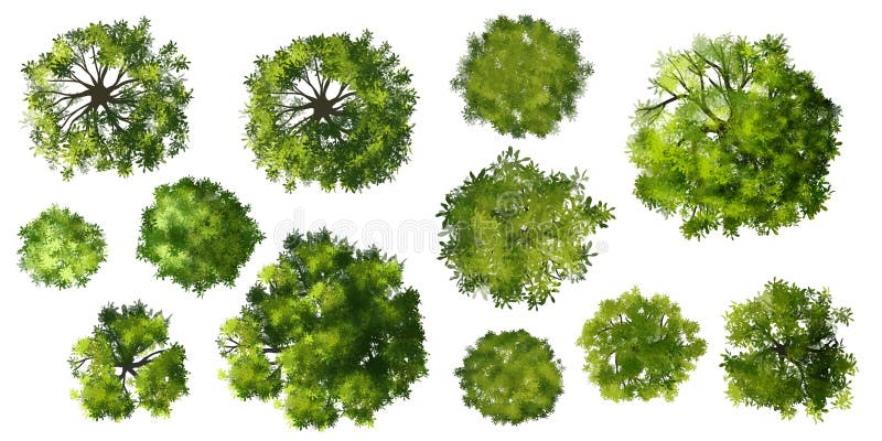 Evergreen Tree Plan View