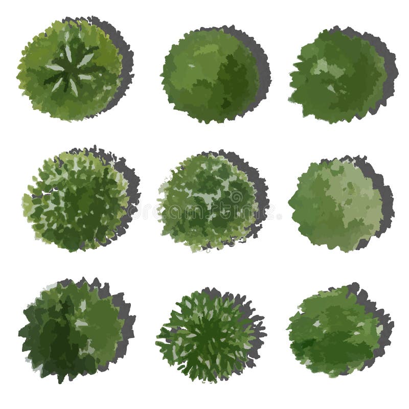 Watercolor tree top view stock illustration. Illustration of tree ...