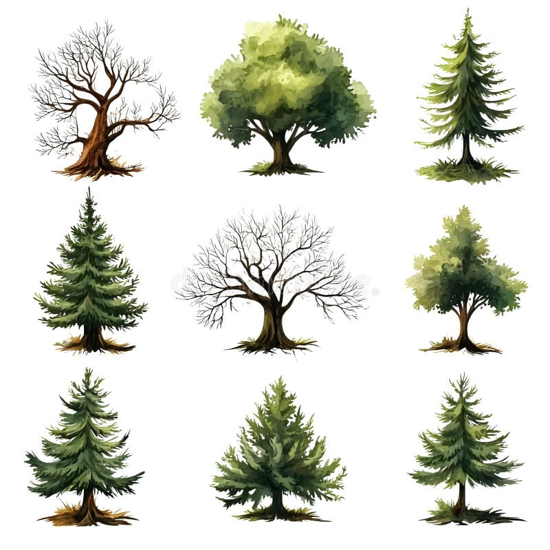 Watercolor Trees Collection - Deciduous and Evergreen Illustrations ...