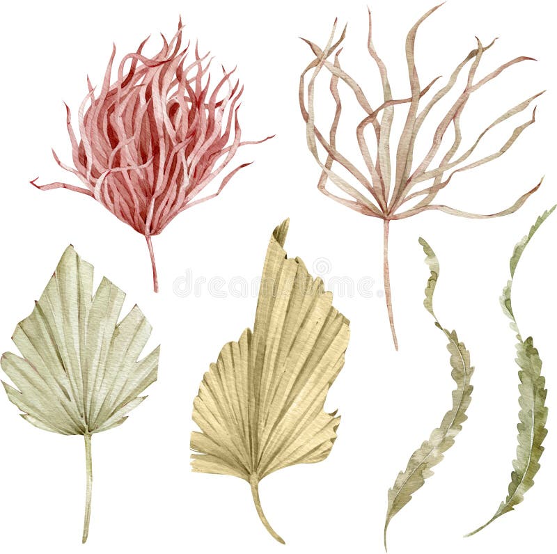Watercolor Tropical Clipart with Dried Palm Leaves and Grass. Exotic ... Watercolor Tropical Clipart with Dried Palm Leaves and Grass. Exotic ...