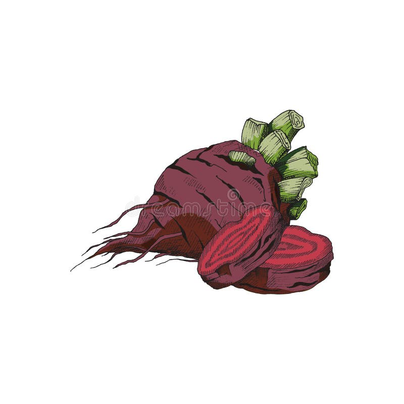 Watercolor Vector Beetroot, Whole and Sliced Icon Design. Stock Vector ...