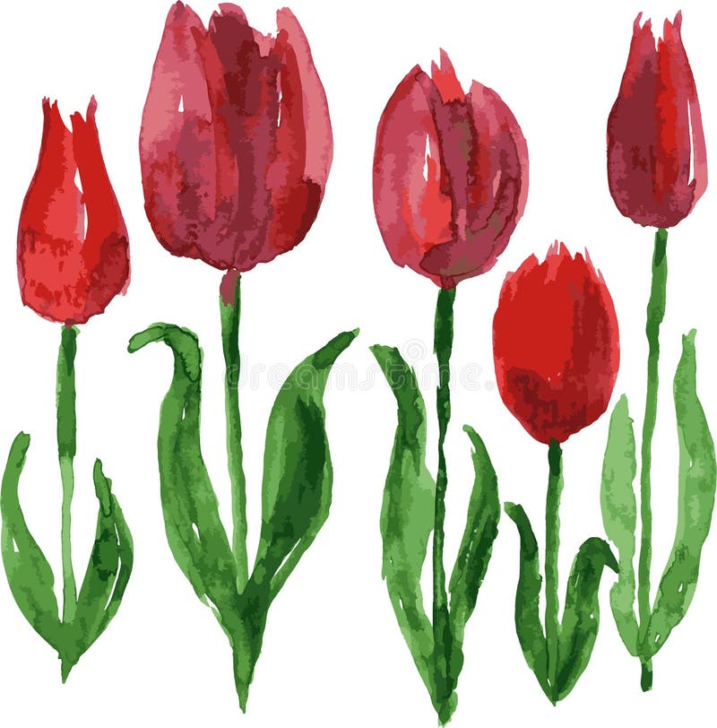 Watercolor Vector Drawing of Blooming Red Tulips Stock Vector ...