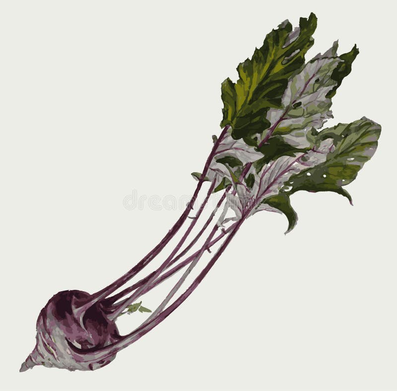 Watercolor Vector Drawing of Ripe Beetroot with Leaves Stock Vector ...