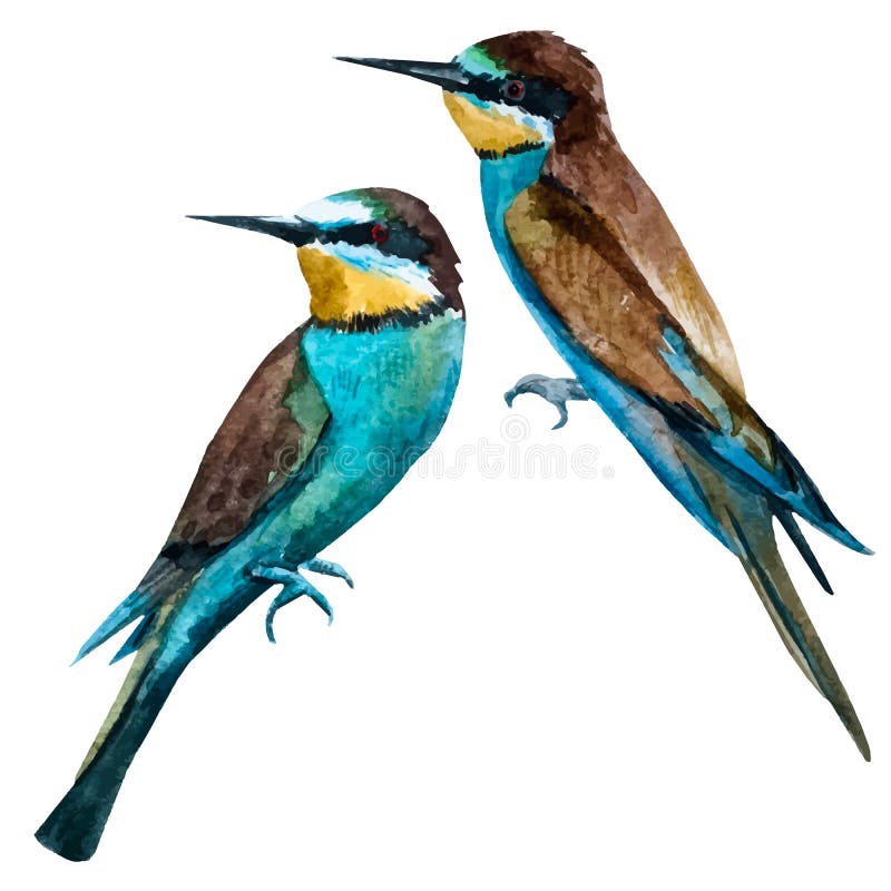 Bee Eater Vector Stock Illustrations – 128 Bee Eater Vector Stock ...