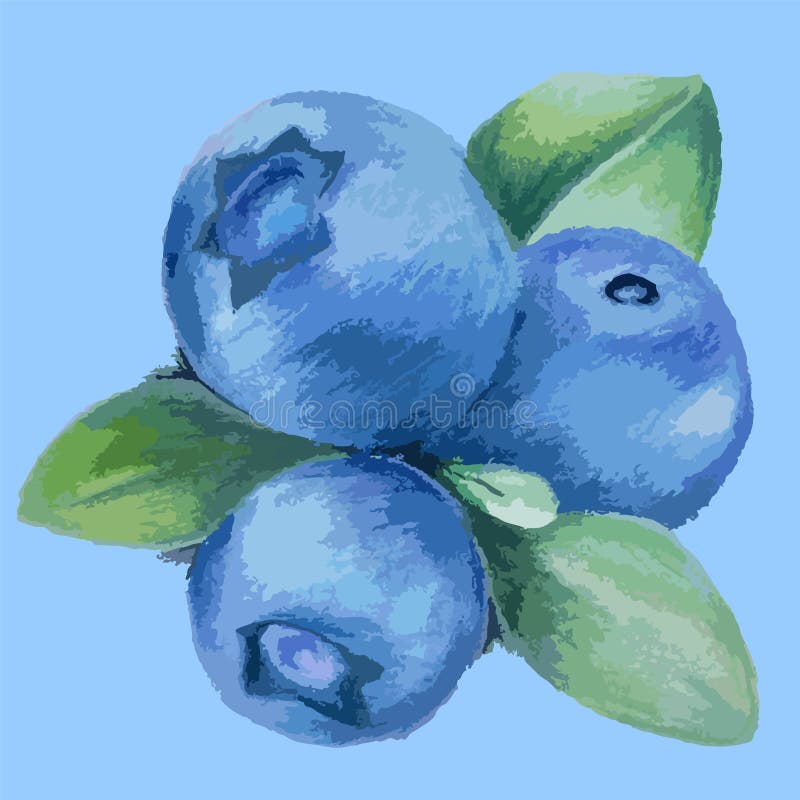 Watercolor Vector Hand Drawn Illustration, Isolated Blueberry Berries ...