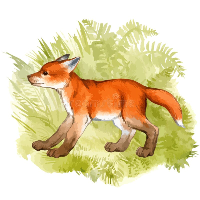 Watercolor Vector Illustration of Fox Cub on Grass Background. Stock ...