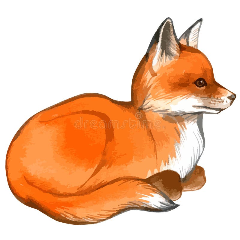 Watercolor Vector Illustration of Fox Cub. Stock Vector - Illustration ...