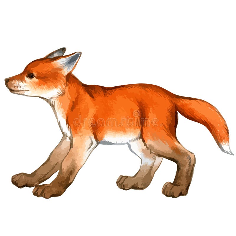 Watercolor Vector Illustration of Fox Cub. Stock Vector - Illustration ...