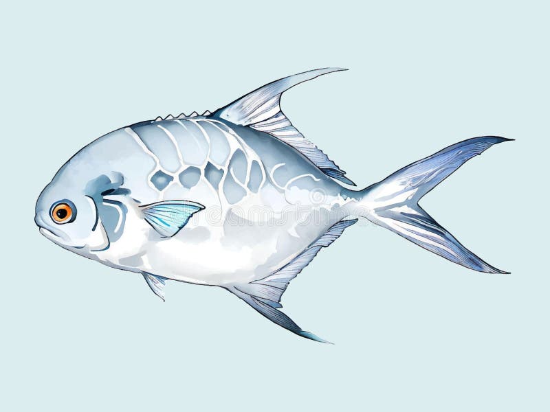 Watercolor Vector Permit Fish Illustration Vector Stock Vector ...