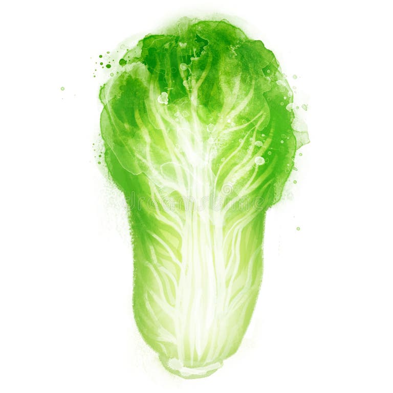 Napa Cabbage Stock Illustrations – 1,797 Napa Cabbage Stock ...
