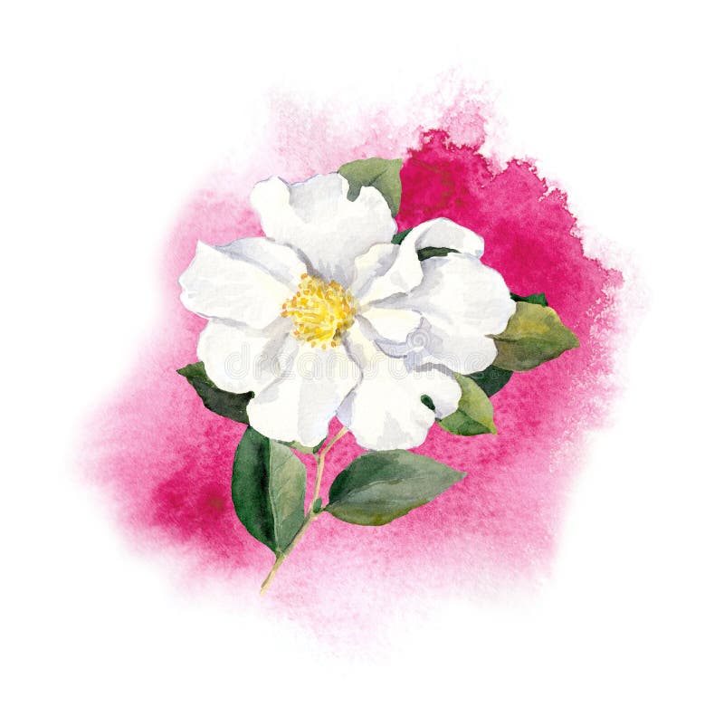 Watercolor White Flower on Red Watercolor Spot Stock Illustration ...