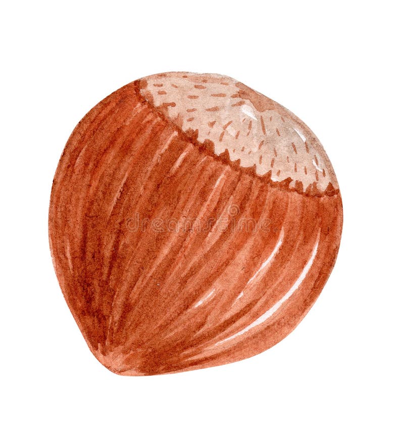 Watercolor Whole Hazelnut in Shell Isolated on White Background Stock ...