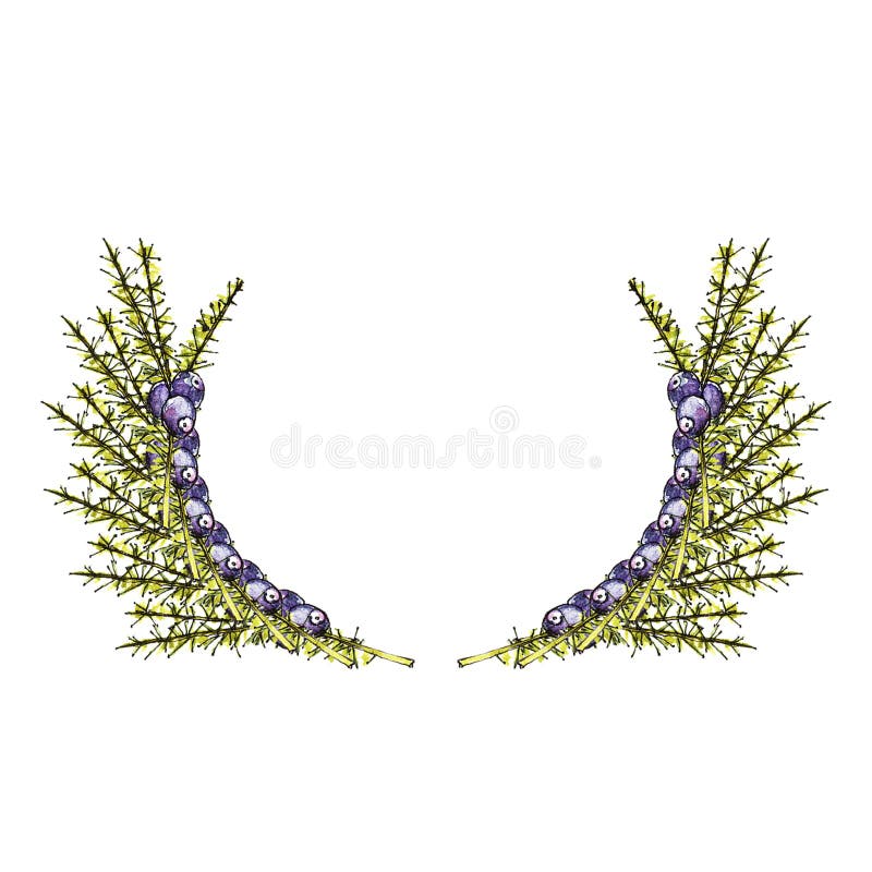 Watercolor Wild Berries Frame Stock Illustration - Illustration of leaf ...