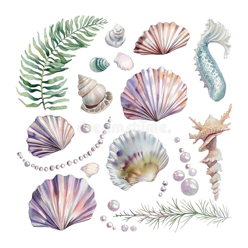 Watercolour Illustration Shells, Corals, Algae Stock Illustration ...