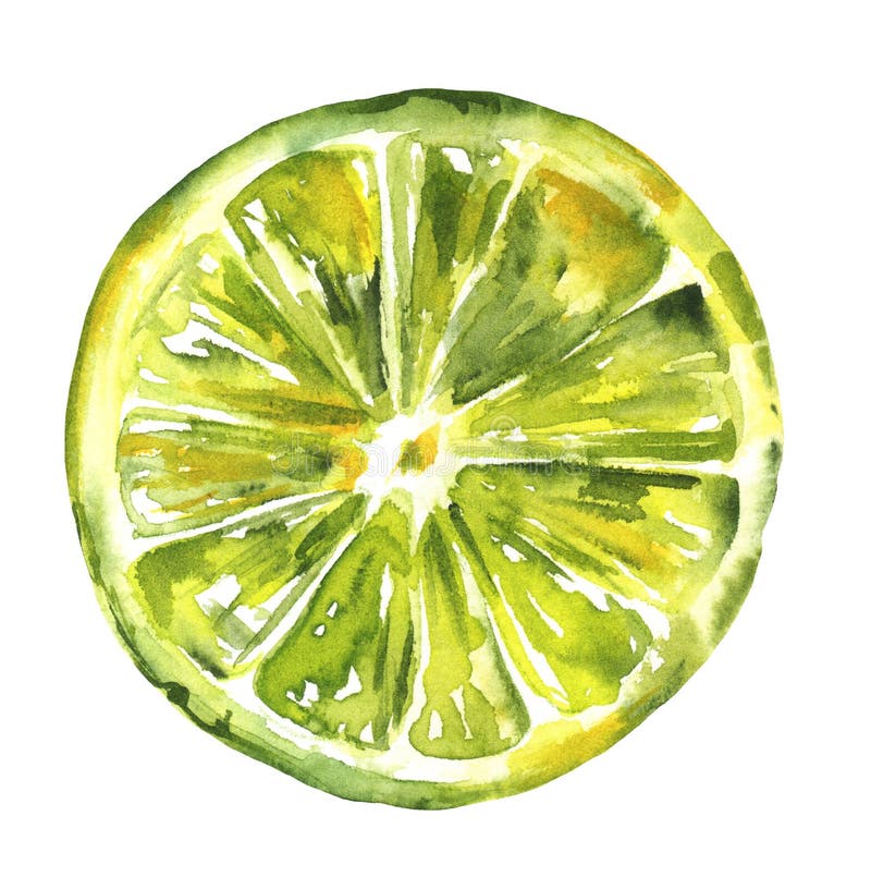 Watercolour Lime Drawing, Isolated on White Stock Photo - Image of ...
