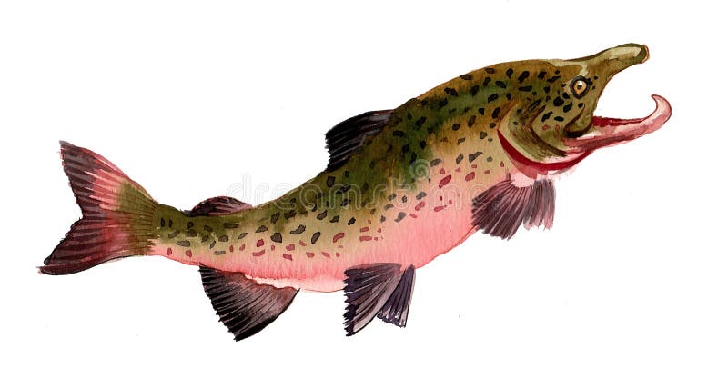 Watercolour salmon fish stock illustration. Illustration of watercolour ...