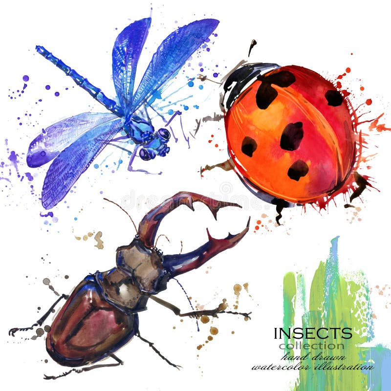 Watercolour Set Insects Isolated on a White Background Stock ...